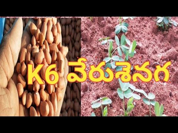 Buy & Procure Agricultural Inputs Products Online | Seeds, Nutrients ...